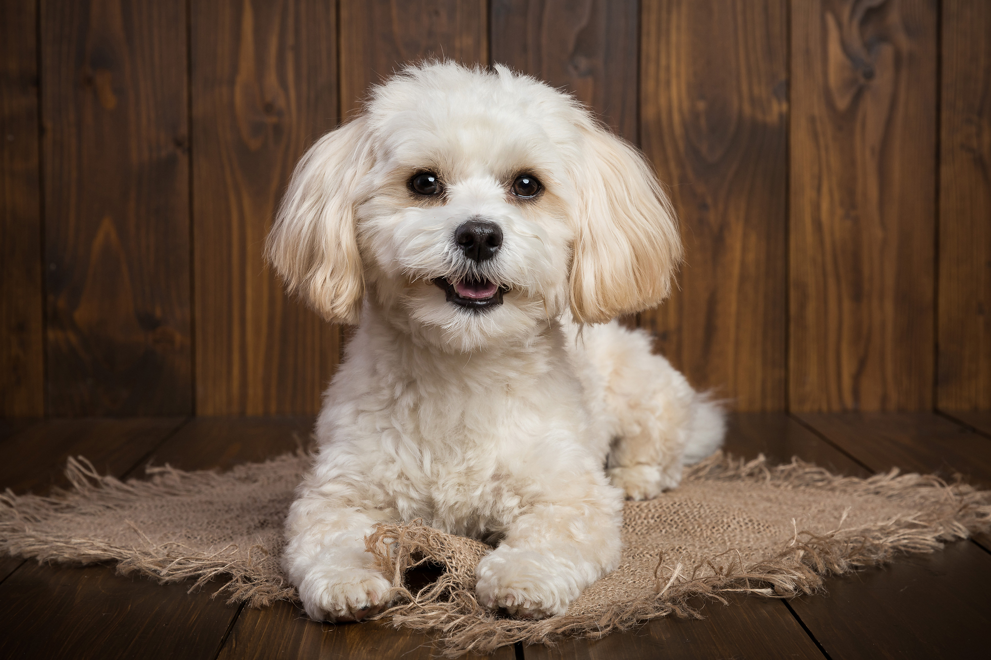 Tierfotos | Hundefotos im Fotostudio, Hunde- und Pferdefotos in der Natur